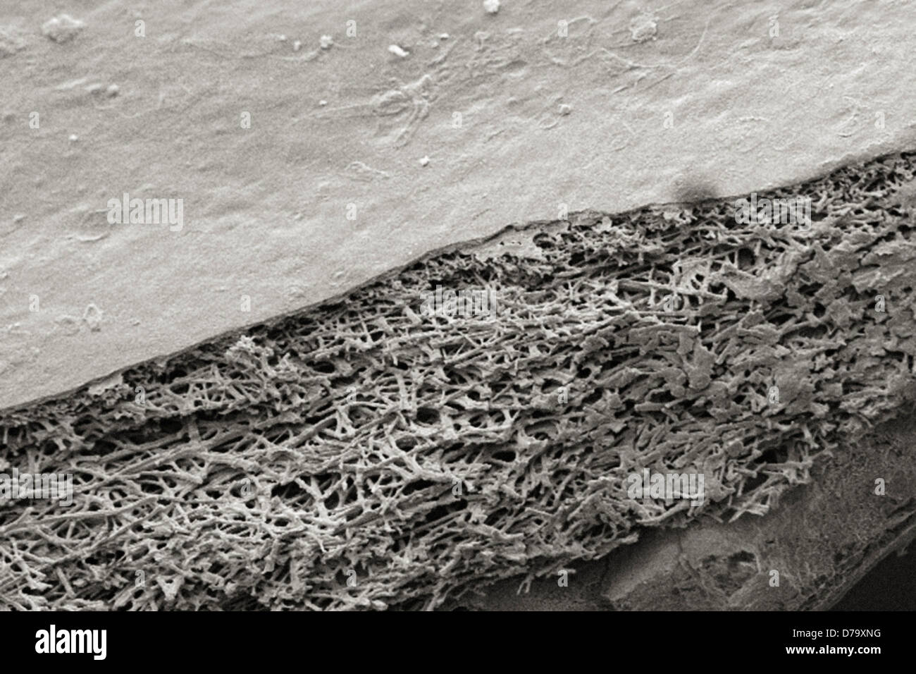 Microscopic Detail Eggshell Stock Photo - Alamy
