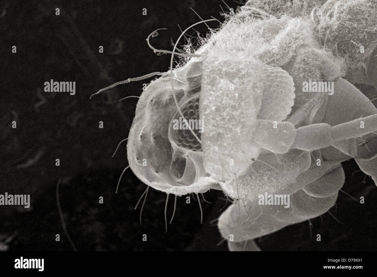 Small Unidentified Insect Stock Photo - Alamy