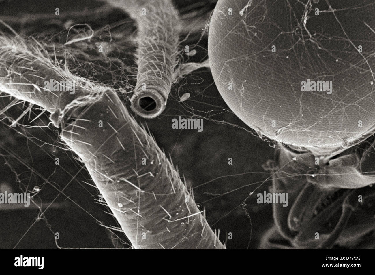 Microscopic Detail Dragonfly Stock Photo - Alamy