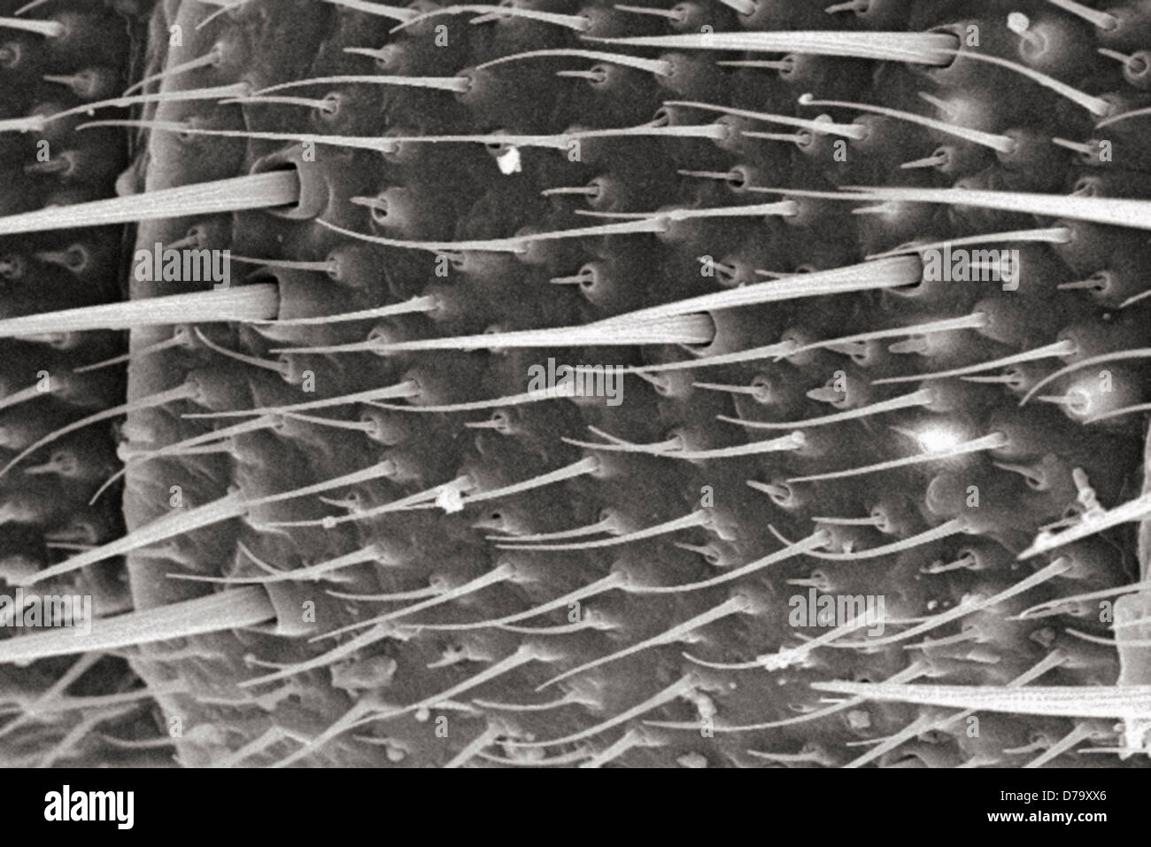 Insect antenna sem hi-res stock photography and images - Alamy