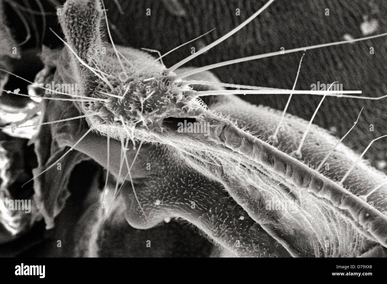 Microscopic Detail Dragonfly's Wing Attachment Stock Photo - Alamy