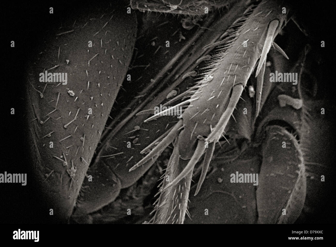 Microscopic Detail Roach Stock Photo - Alamy