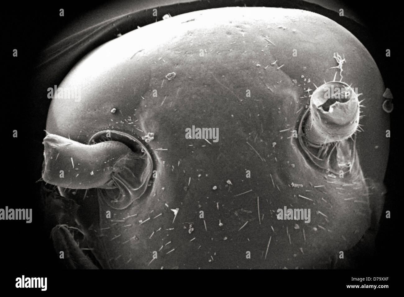 Microscopic Detail Roach's Head Stock Photo - Alamy