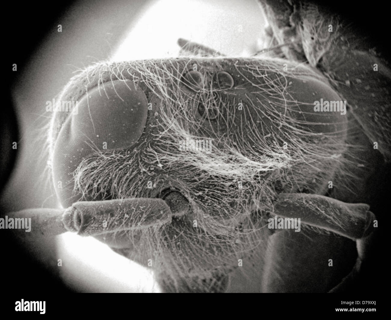Microscopic Detail Bee's Head Stock Photo - Alamy