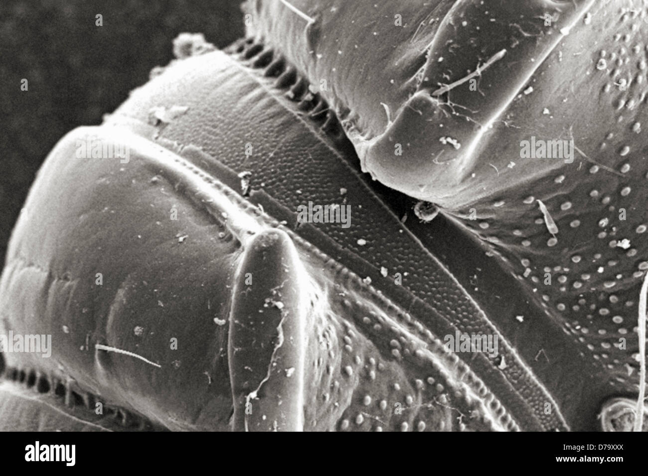 Microscopic Detail Millipede Stock Photo - Alamy