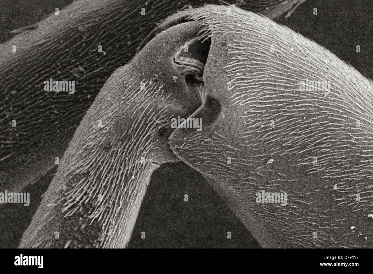 Microscopic Detail Wasp's Leg Stock Photo - Alamy