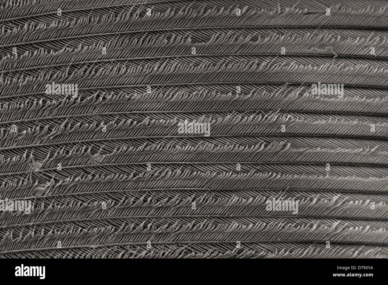 Microscopic Detail Feather Stock Photo - Alamy