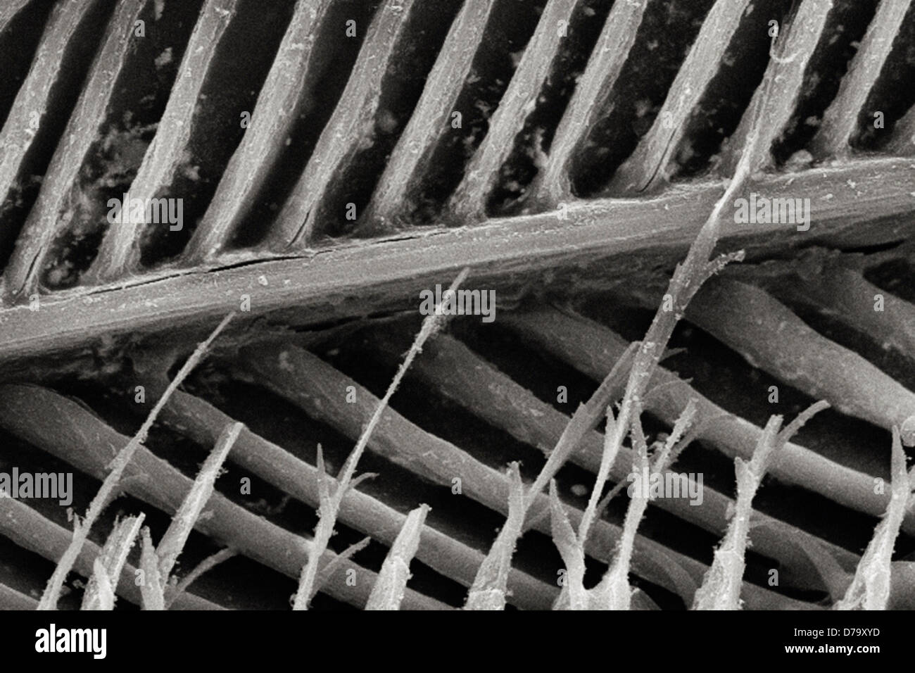 Microscopic Detail Feather Stock Photo - Alamy