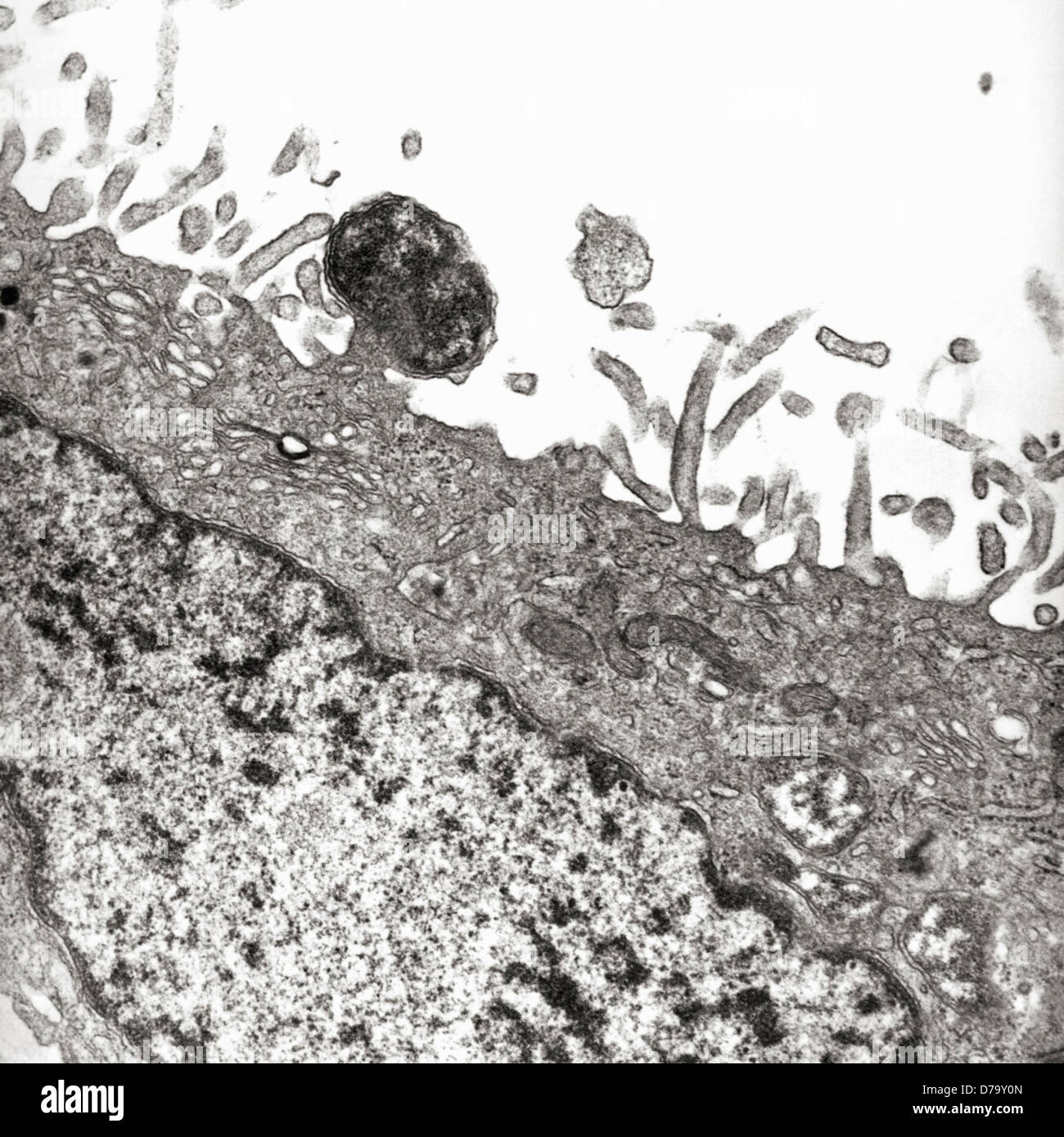 Plasma membrane electron micrograph hi-res stock photography and images ...