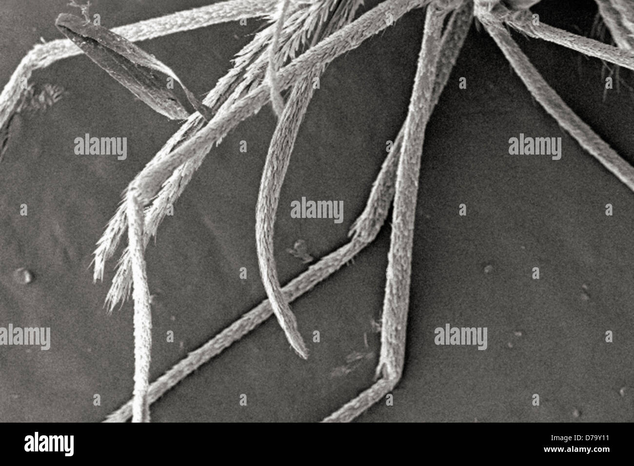 Microscopic Detail Mosquito's Proboscis Stock Photo - Alamy
