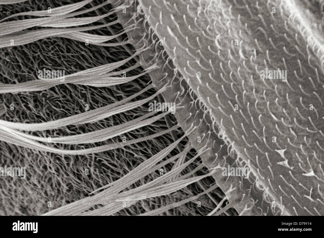 Microscopic Detail Mosquito's Wing Stock Photo - Alamy