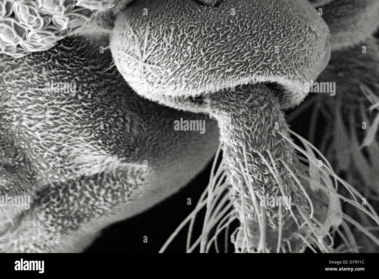 Microscopic Detail Mosquito's Exoskeletal Surface Stock Photo - Alamy