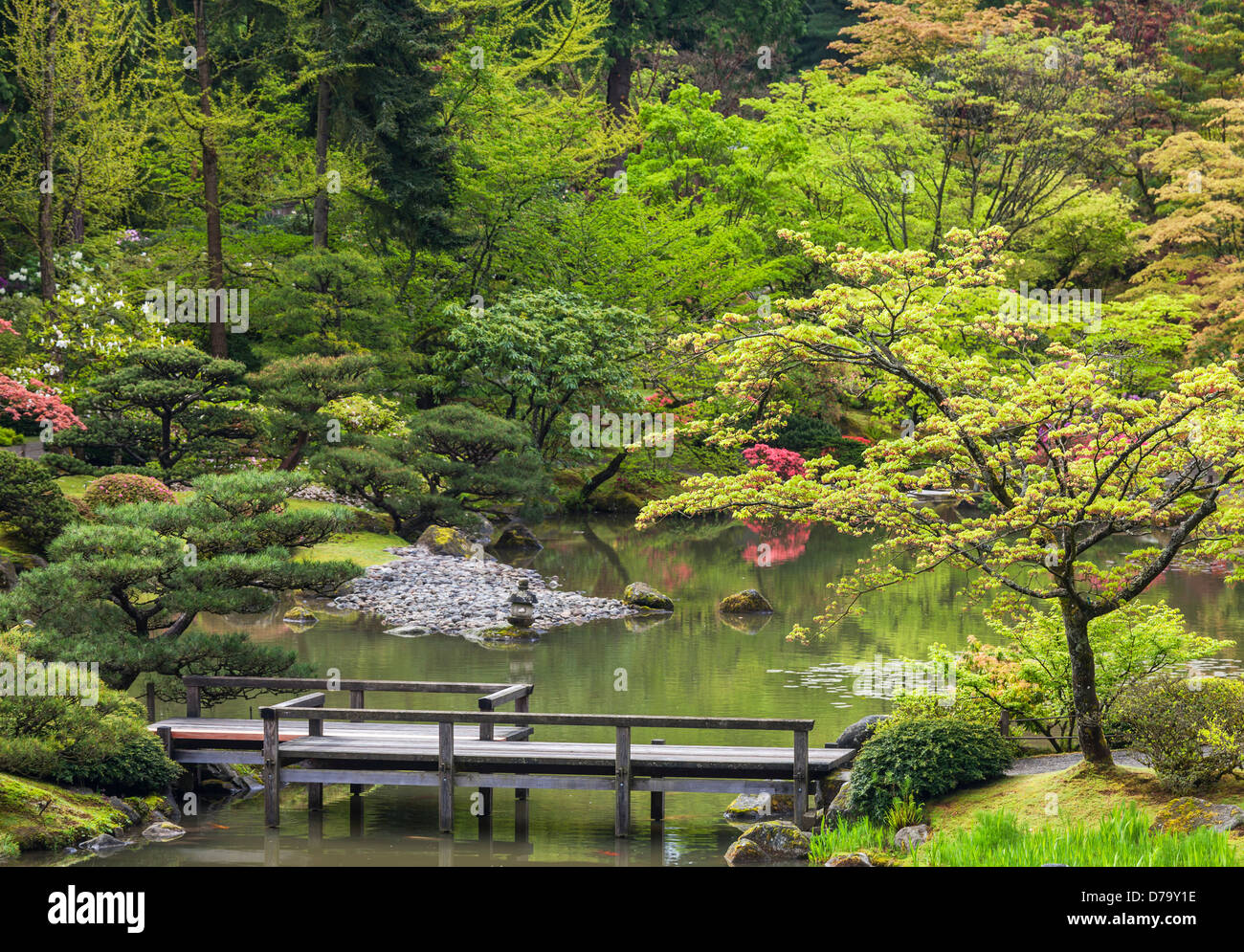 Seattle, WA: Spring view of the lake of the Japanese Garden in ...