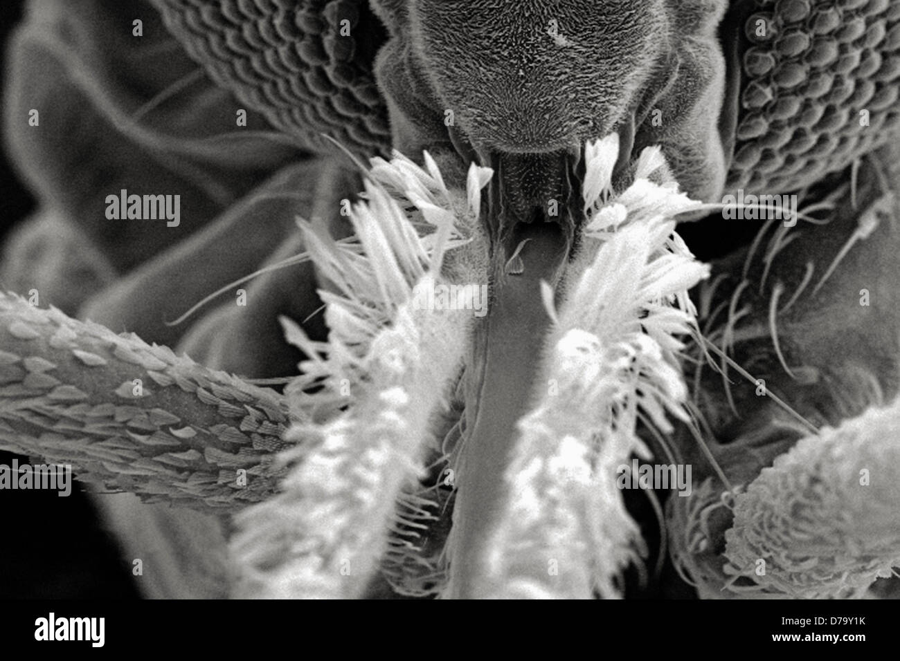 Microscopic Detail Mosquito's Head Stock Photo - Alamy