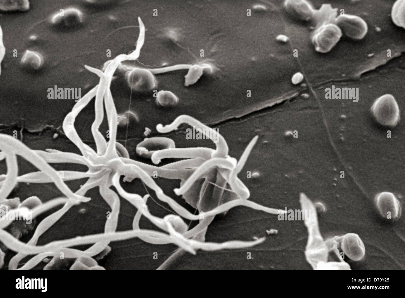 Microscopic Detail Lizard's Head Stock Photo - Alamy