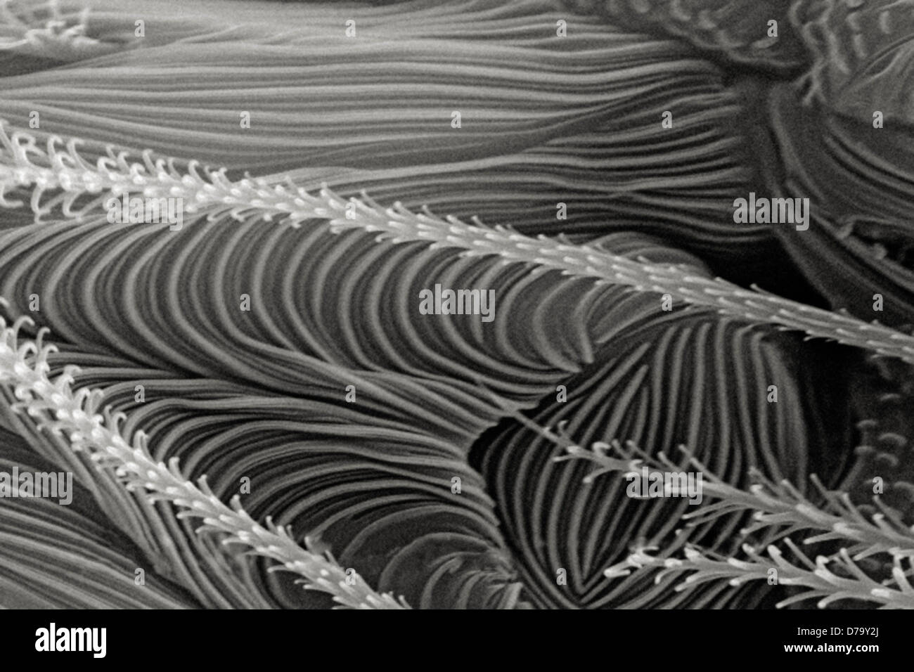 Soil mite hi-res stock photography and images - Alamy