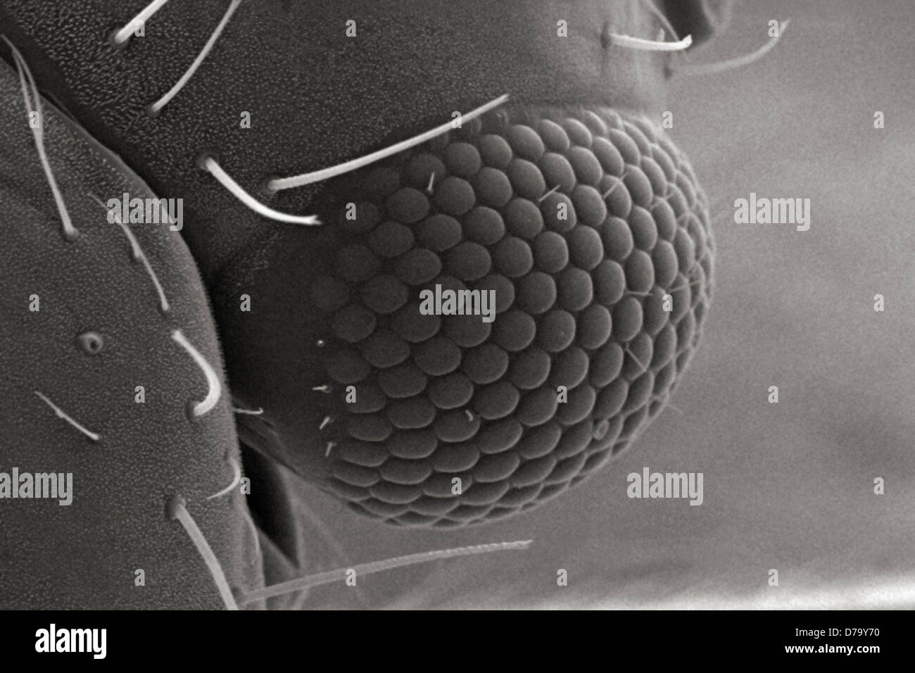 Cornea electron micrograph hi-res stock photography and images - Alamy