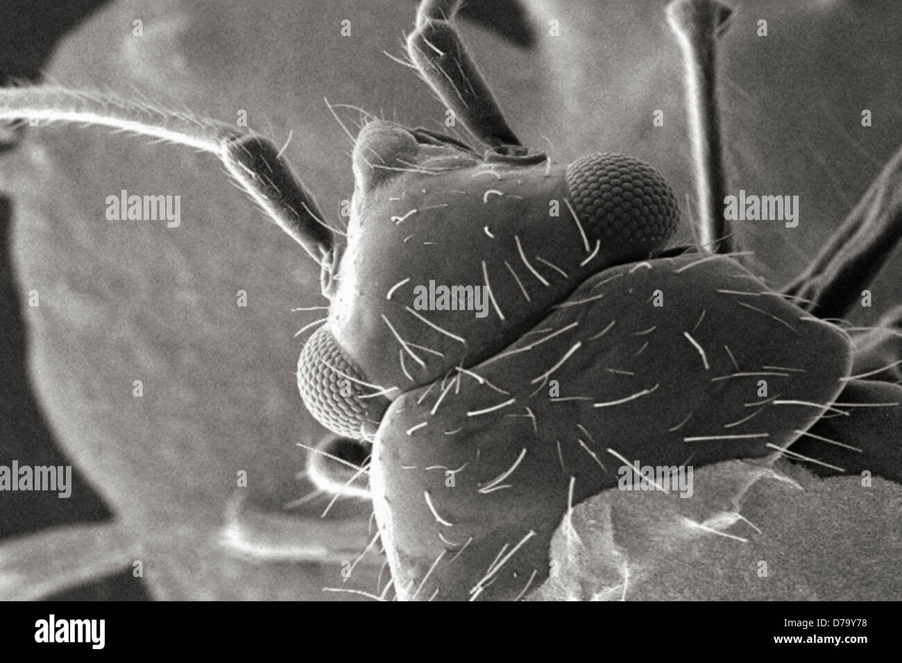 Microscopic Detail Insect's Head Stock Photo - Alamy