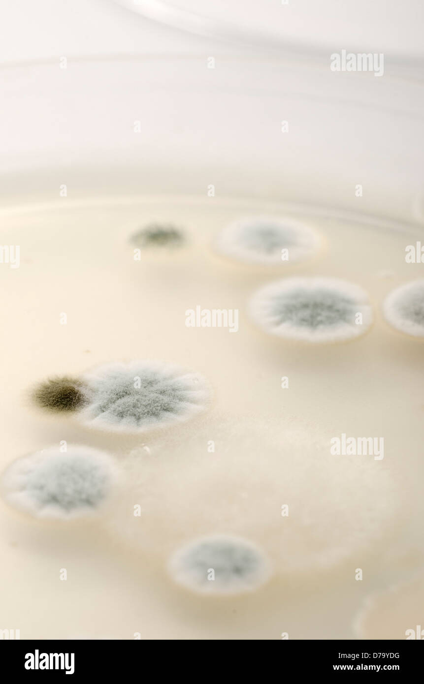 Petri dish with mold Stock Photo - Alamy