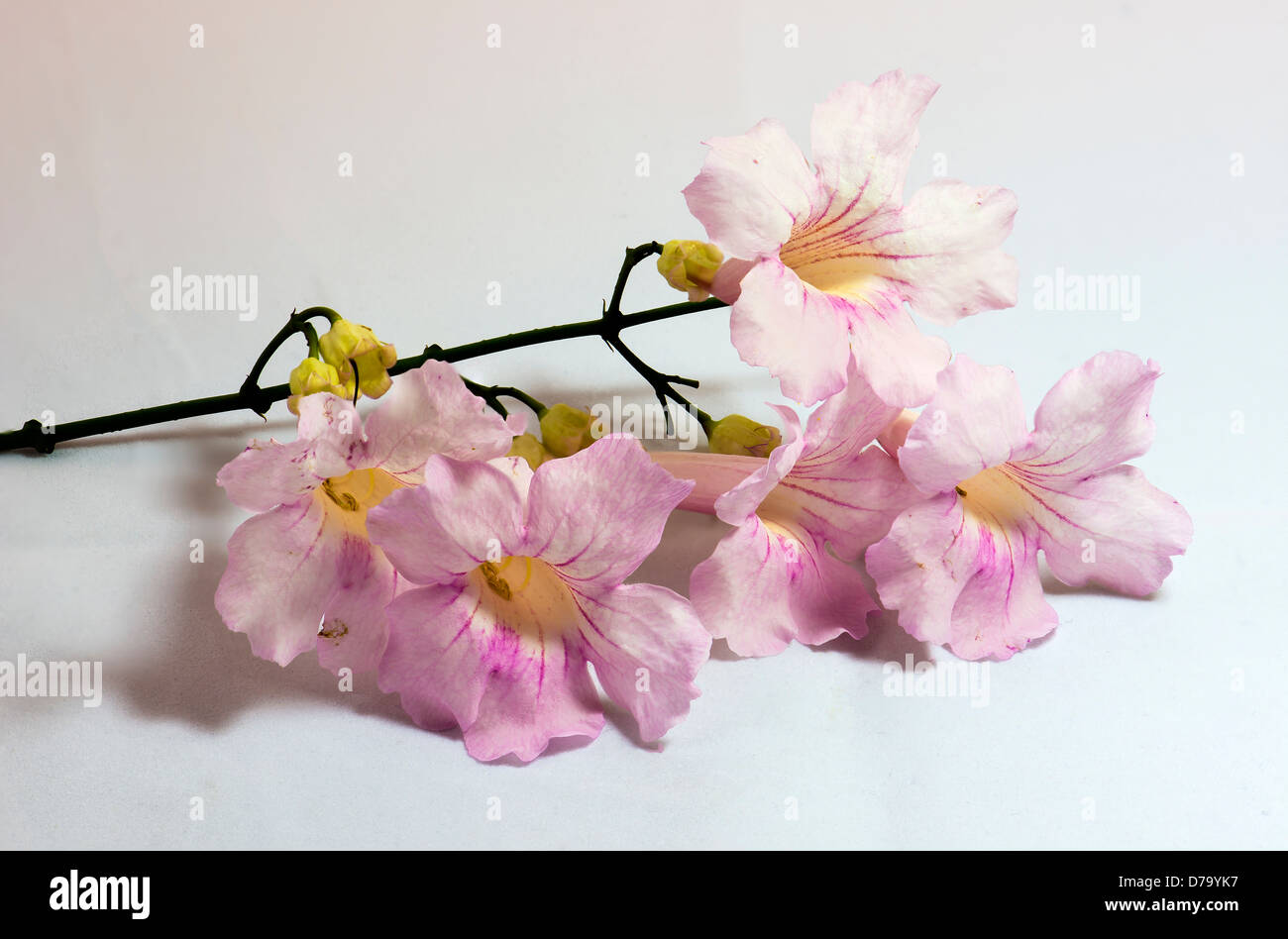 Grow color hi-res stock photography and images - Alamy