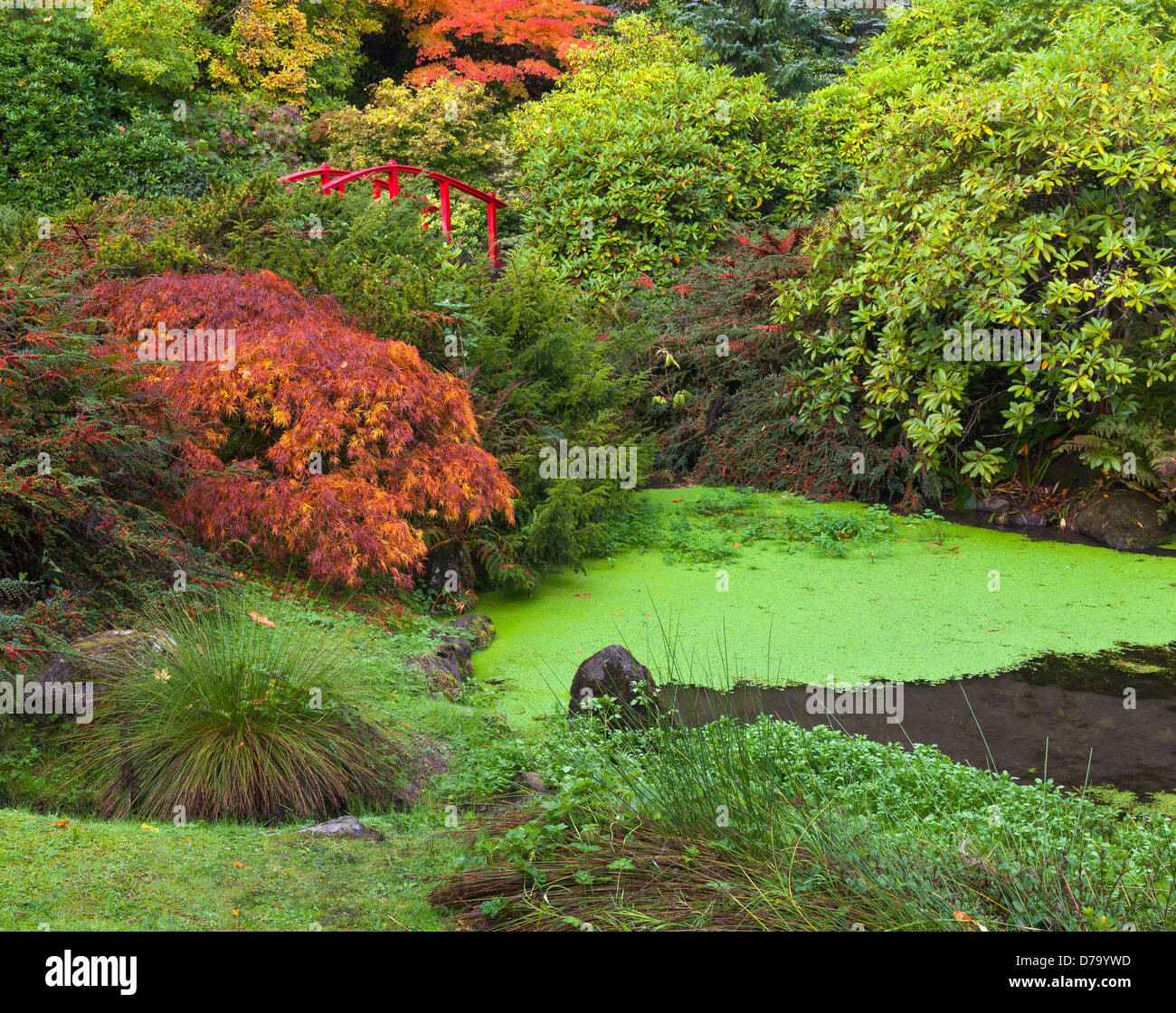Seattle, Washington: Moon bridge surrounded by fall colored maples and ...