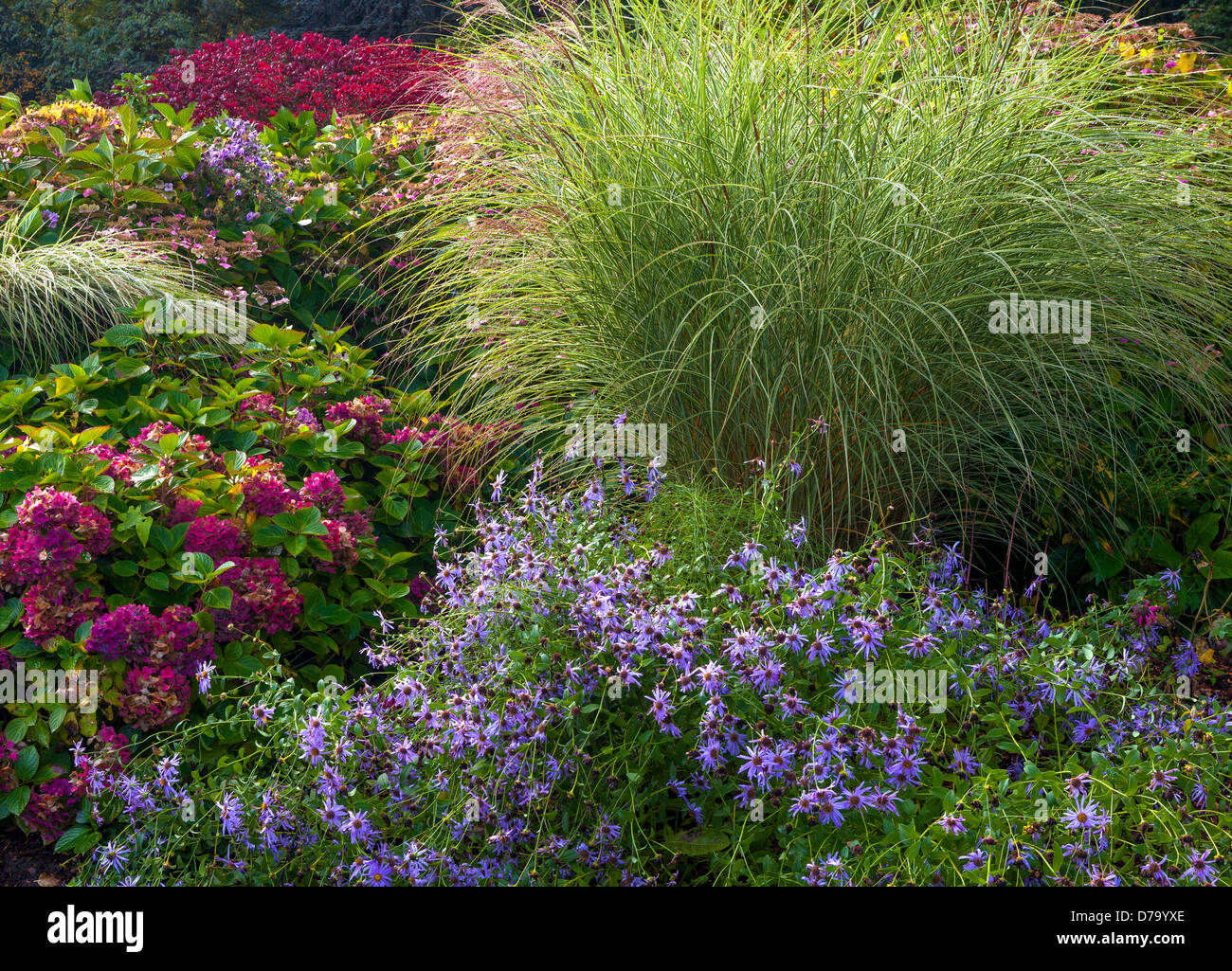 Kubota Garden, Seattle, WA: Detail of grasses and fall blooming shrubs ...