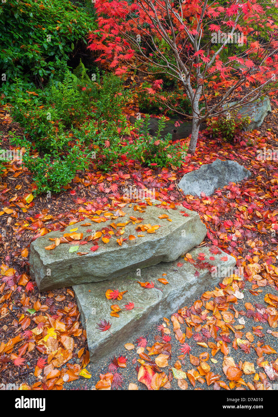 Seattle, WA: Japanese maple in fall with fallen leaves decorating large ...