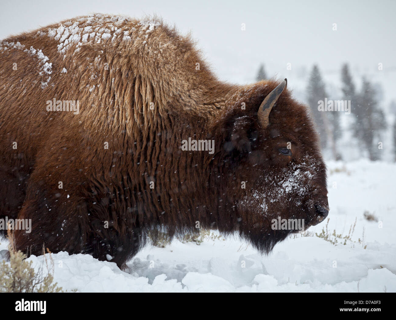 Yellowstone National Park, WY: American Bison covered with morning ...