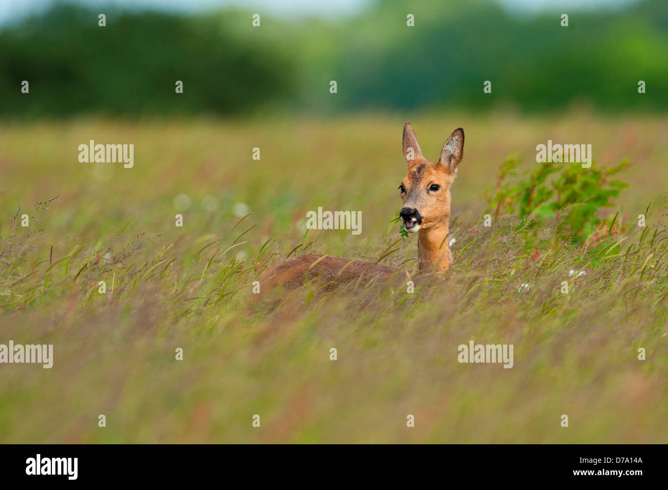 UK England Norfolk Breckland Roe Deer Capreolus capreolus female ...