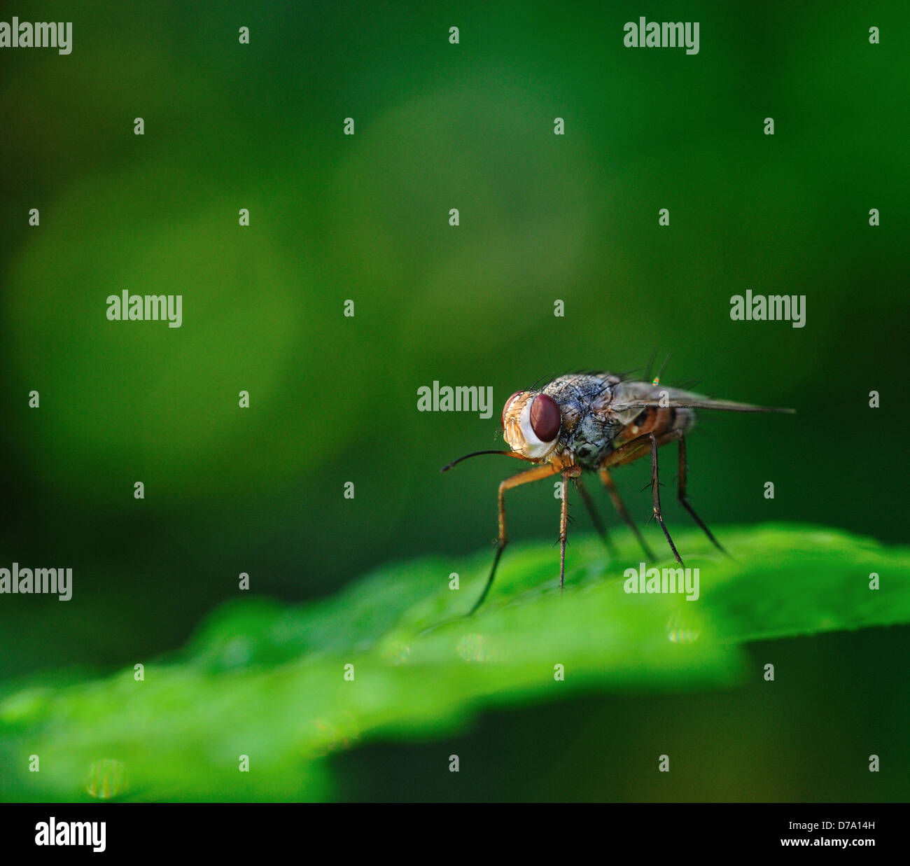 Jungle insects hi-res stock photography and images - Alamy