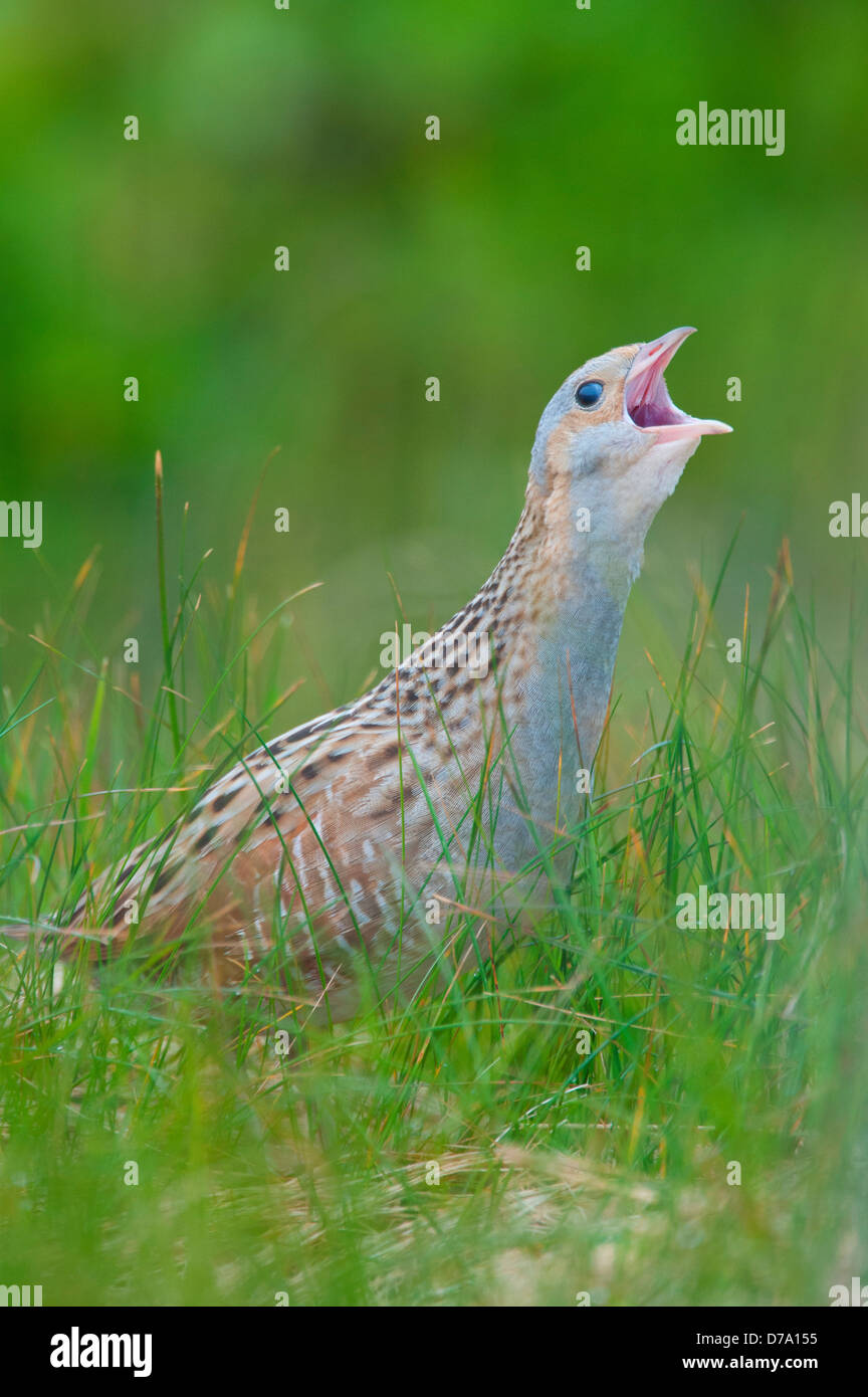 UK Scotland North Uist Corncrake Crex crex calling Stock Photo - Alamy