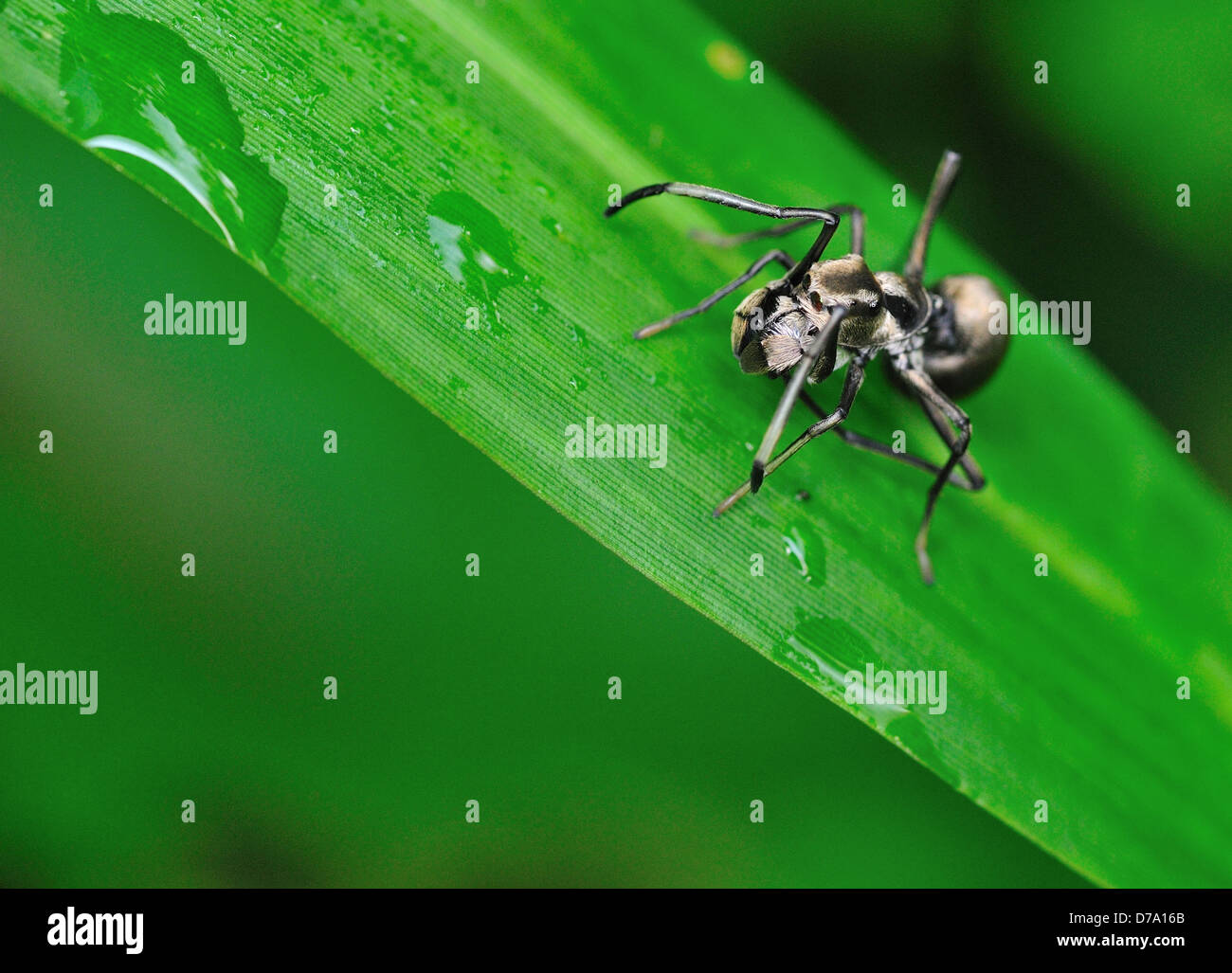 Myrmarachne maxillosa ant mimic spider hi-res stock photography and ...