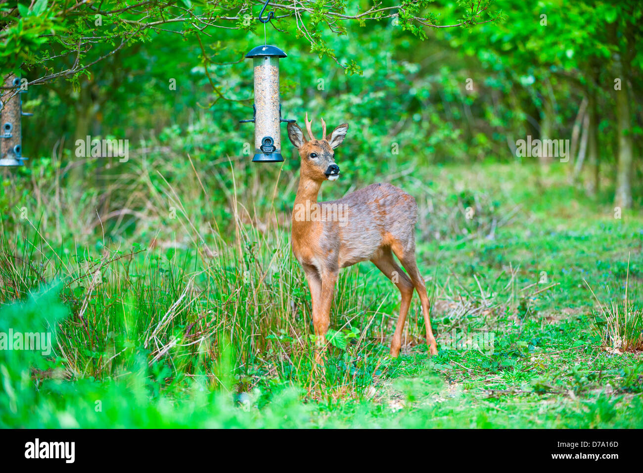 Uk england norfolk roe deer hi-res stock photography and images - Alamy