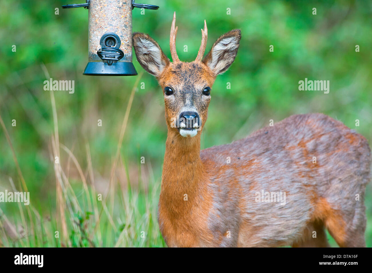 UK England Norfolk Roe Deer Capreolus capreolus male approaching bird ...