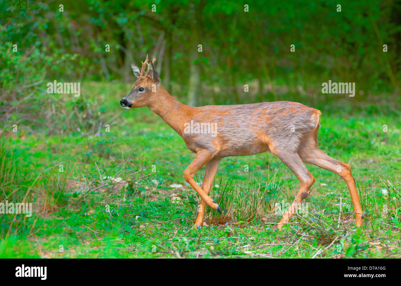 UK England Norfolk Roe Deer Capreolus capreolus male running Stock ...