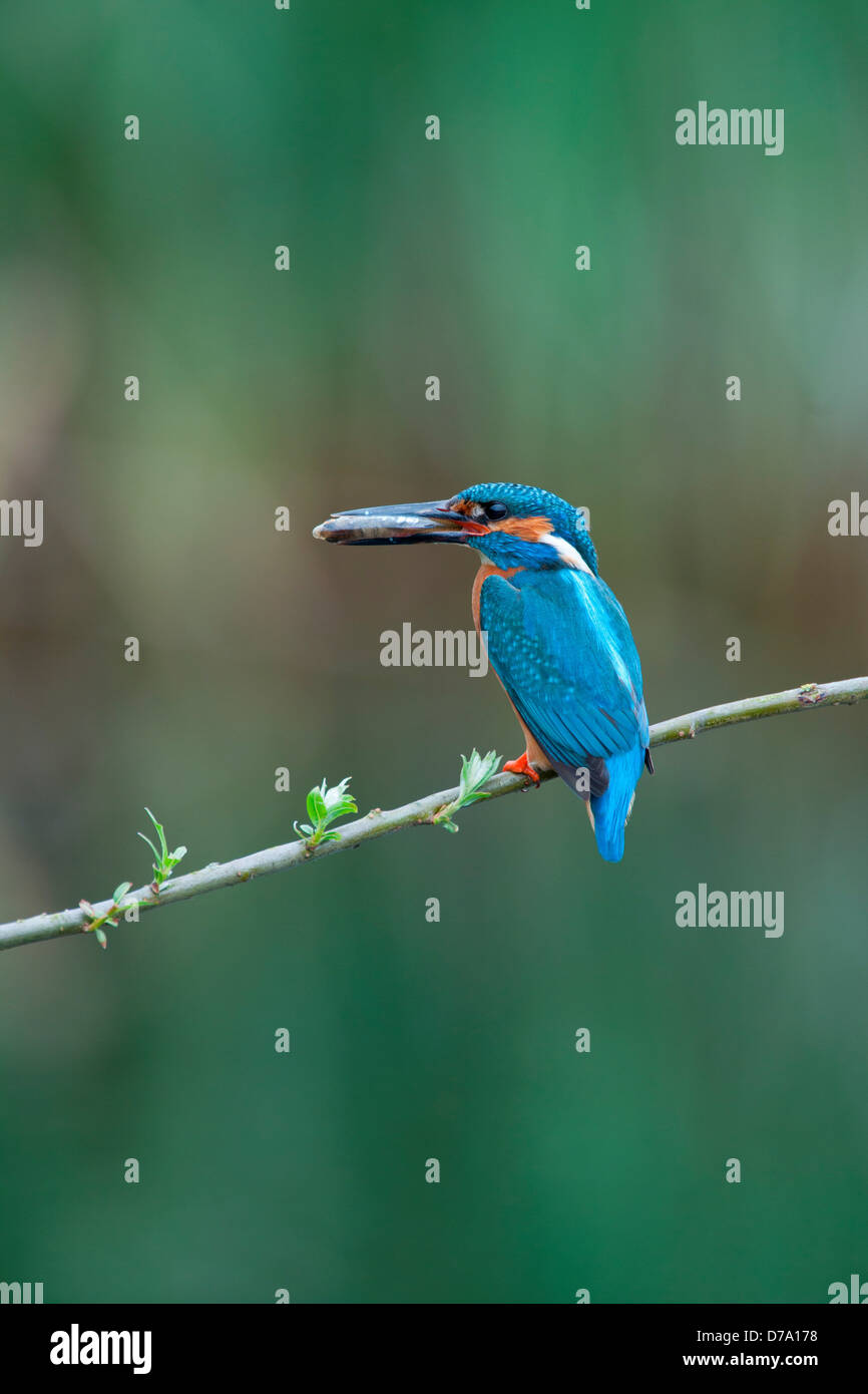 UK England Norfolk Common Kingfisher Alcedo athis adult male fish prey ...