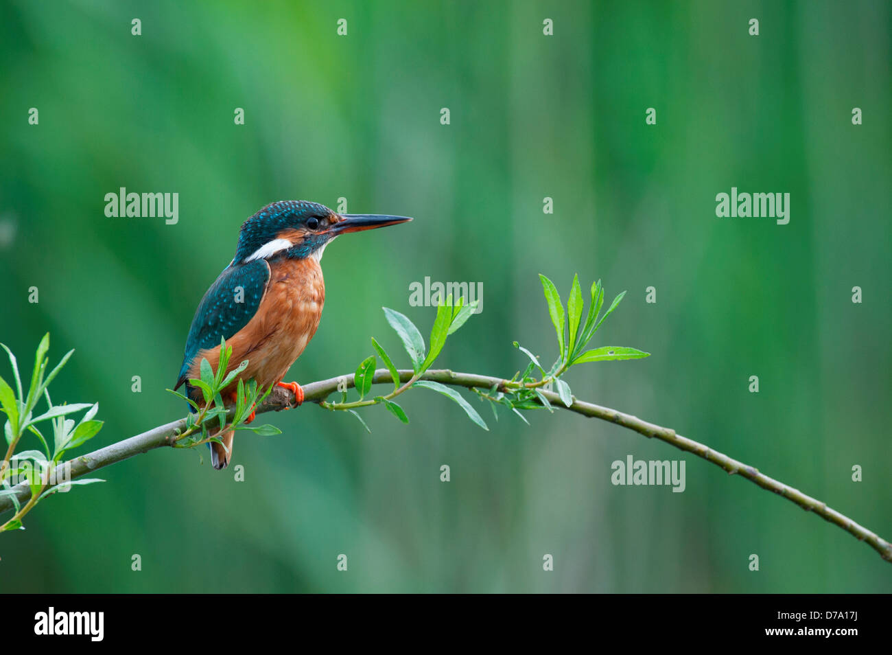 UK England Norfolk Common Kingfisher Alcedo athis adult female on ...