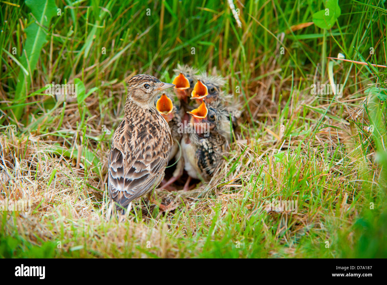 UK England Norfolk Skylark Alauda arvensis adult at nest young Stock ...