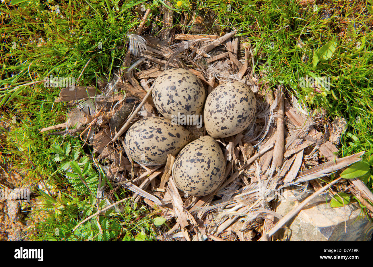 Pied avocet recurvirostra avosetta eggs hi-res stock photography and ...