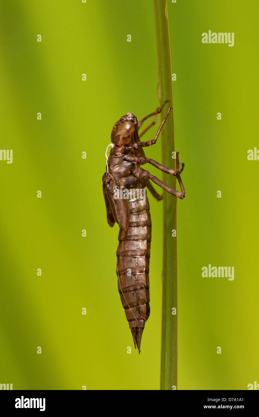 UK Norfolk empty nymph skin Southern hawker dragonfly Aeshna cyanea ...