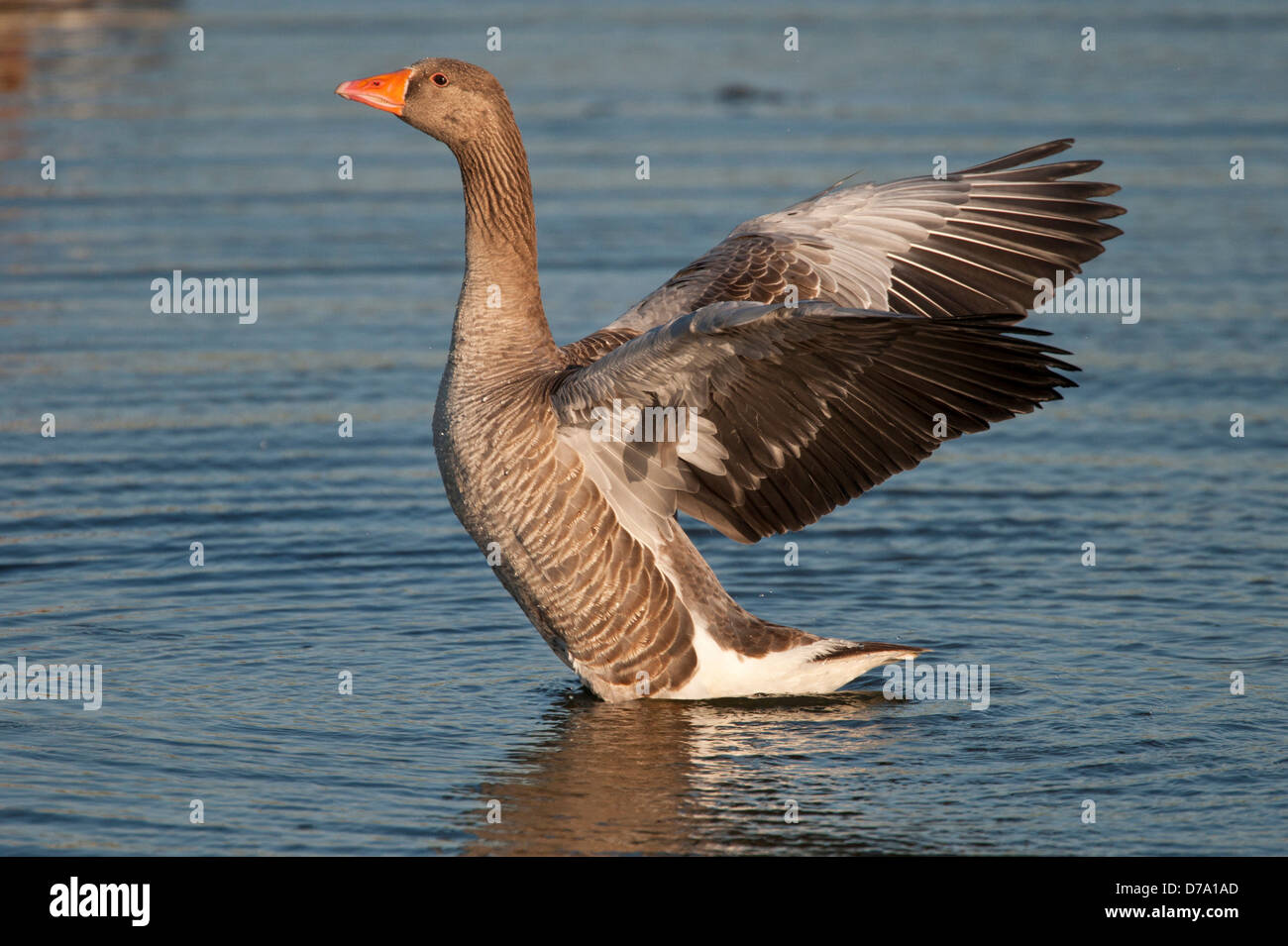 UK Norfolk Snettisham RSPB Reserve Greylag Goose Anser anser shaking ...