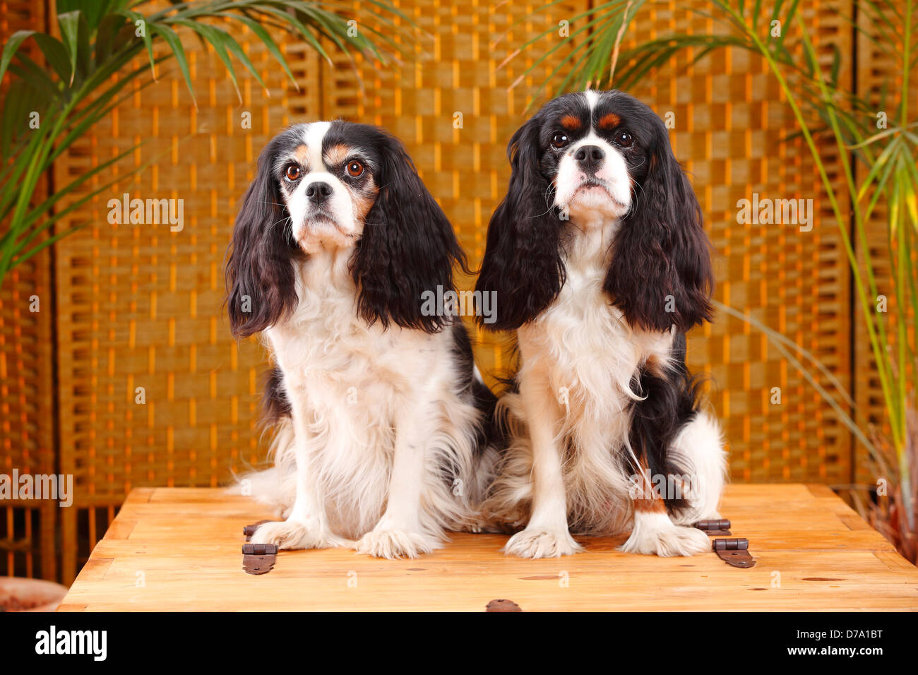 Cavalier King Charles Spaniel, pair, tricolour |Cavalier King Charles ...