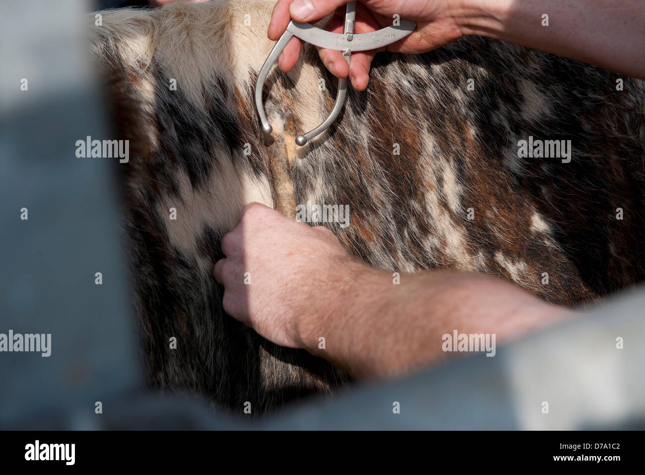 United Kingdom Norfolk Testing cattle Bovine Tuberculosis,vet measuring ...