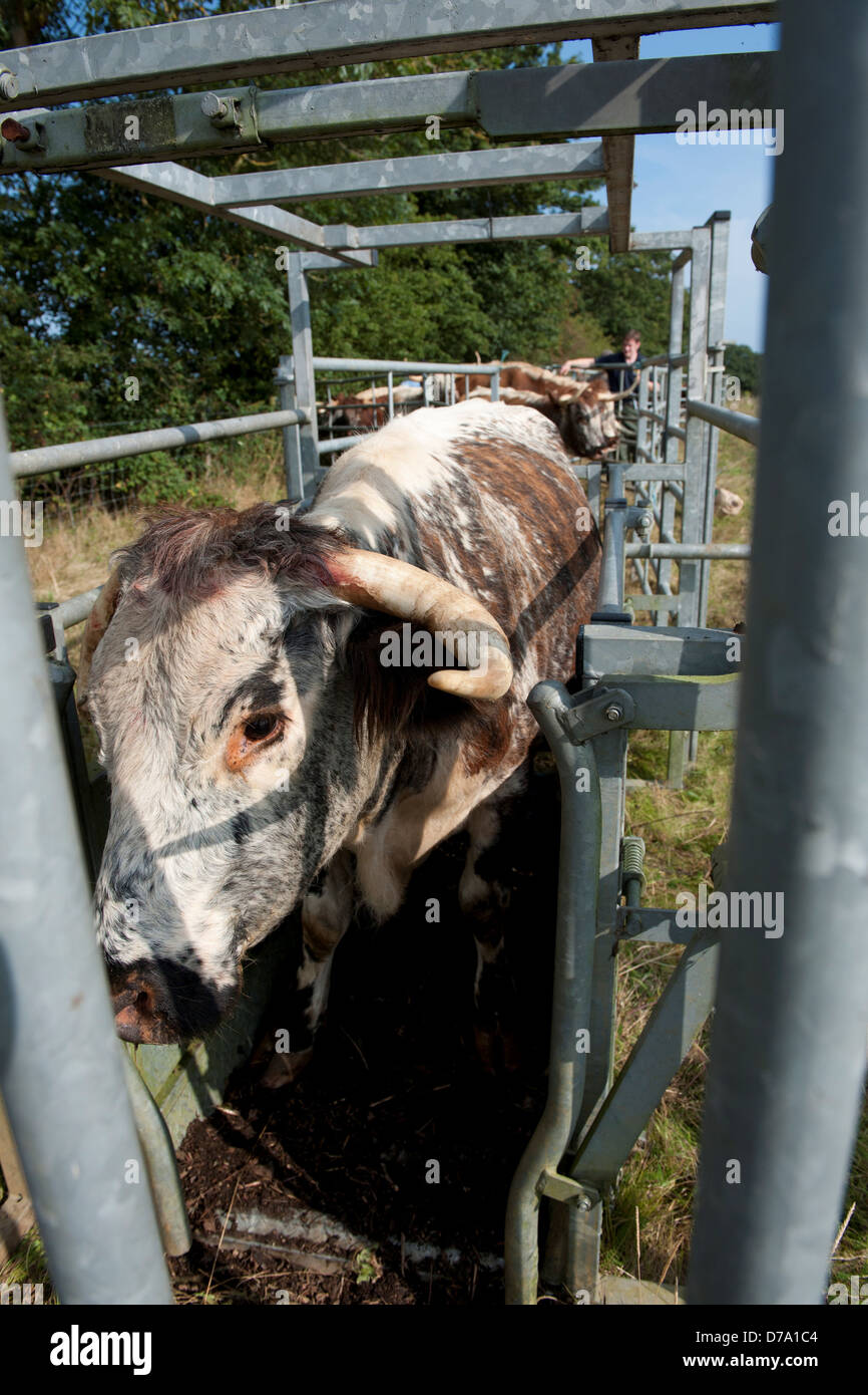 United Kingdom Norfolk Testing cattle Bovine Tuberculosis Stock Photo ...