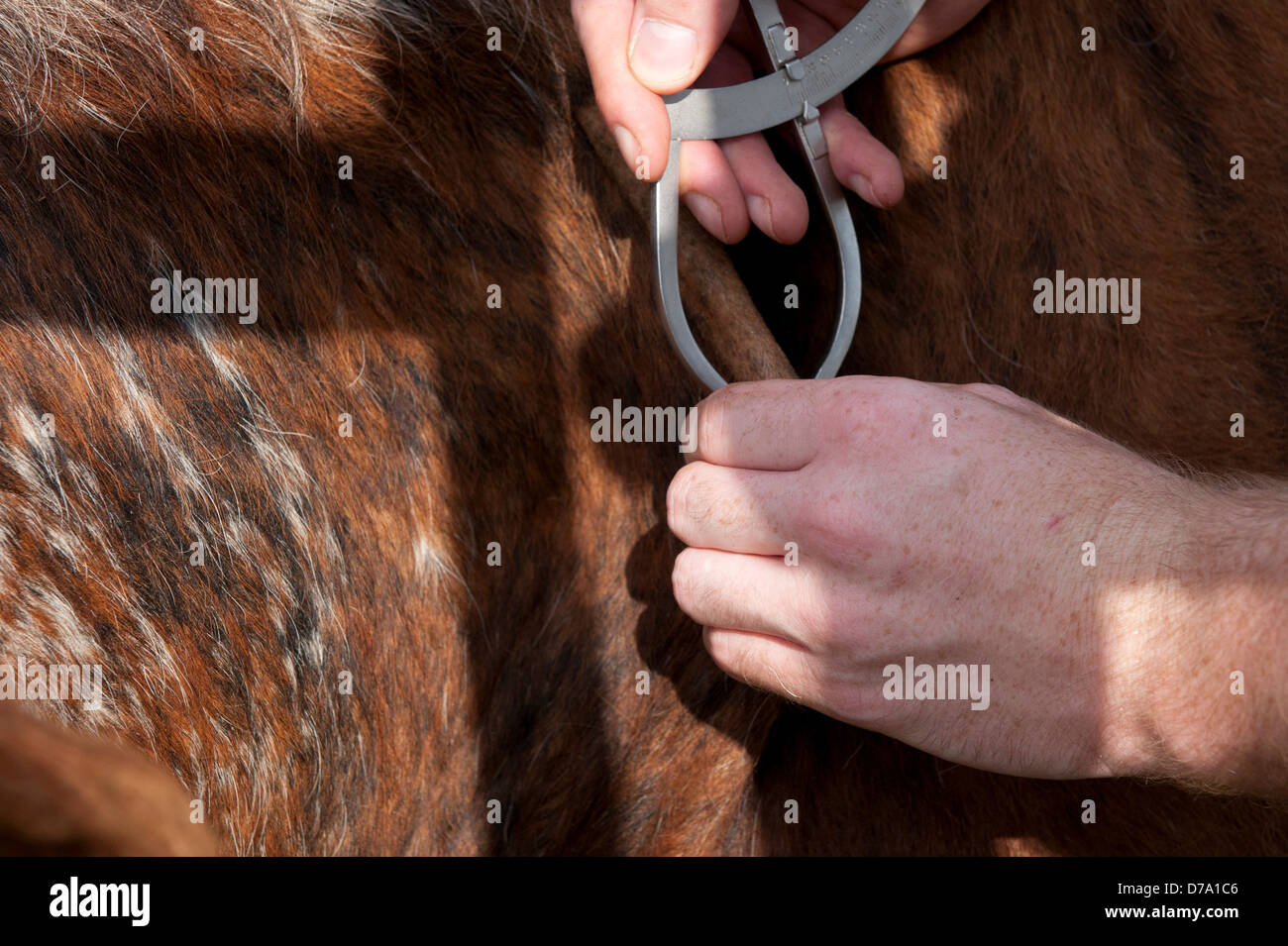 United Kingdom Norfolk Testing cattle Bovine Tuberculosis vet measuring ...