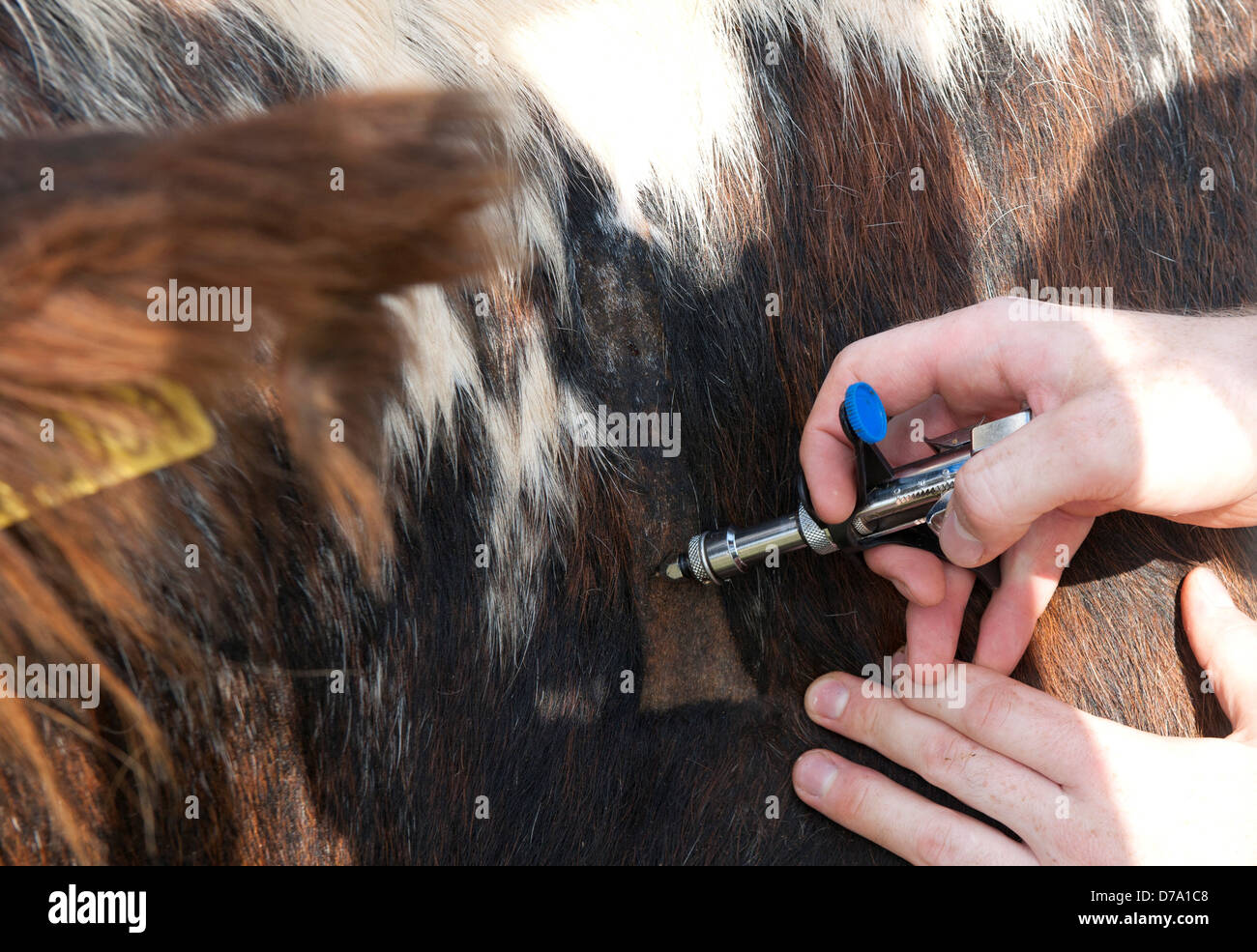 United Kingdom Norfolk Testing cattle Bovine Tuberculosis vet injecting ...