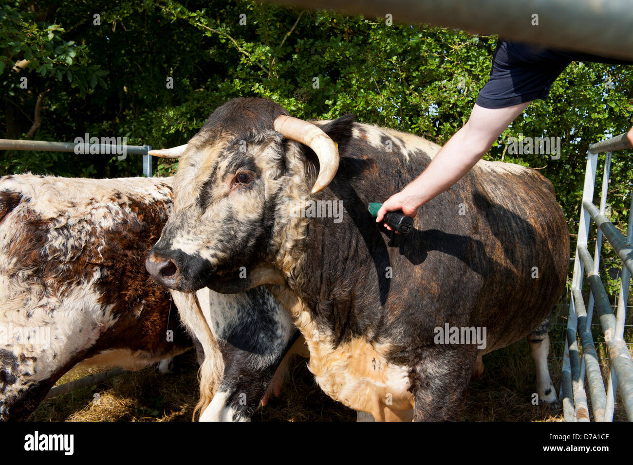 Cattle testing hi-res stock photography and images - Alamy