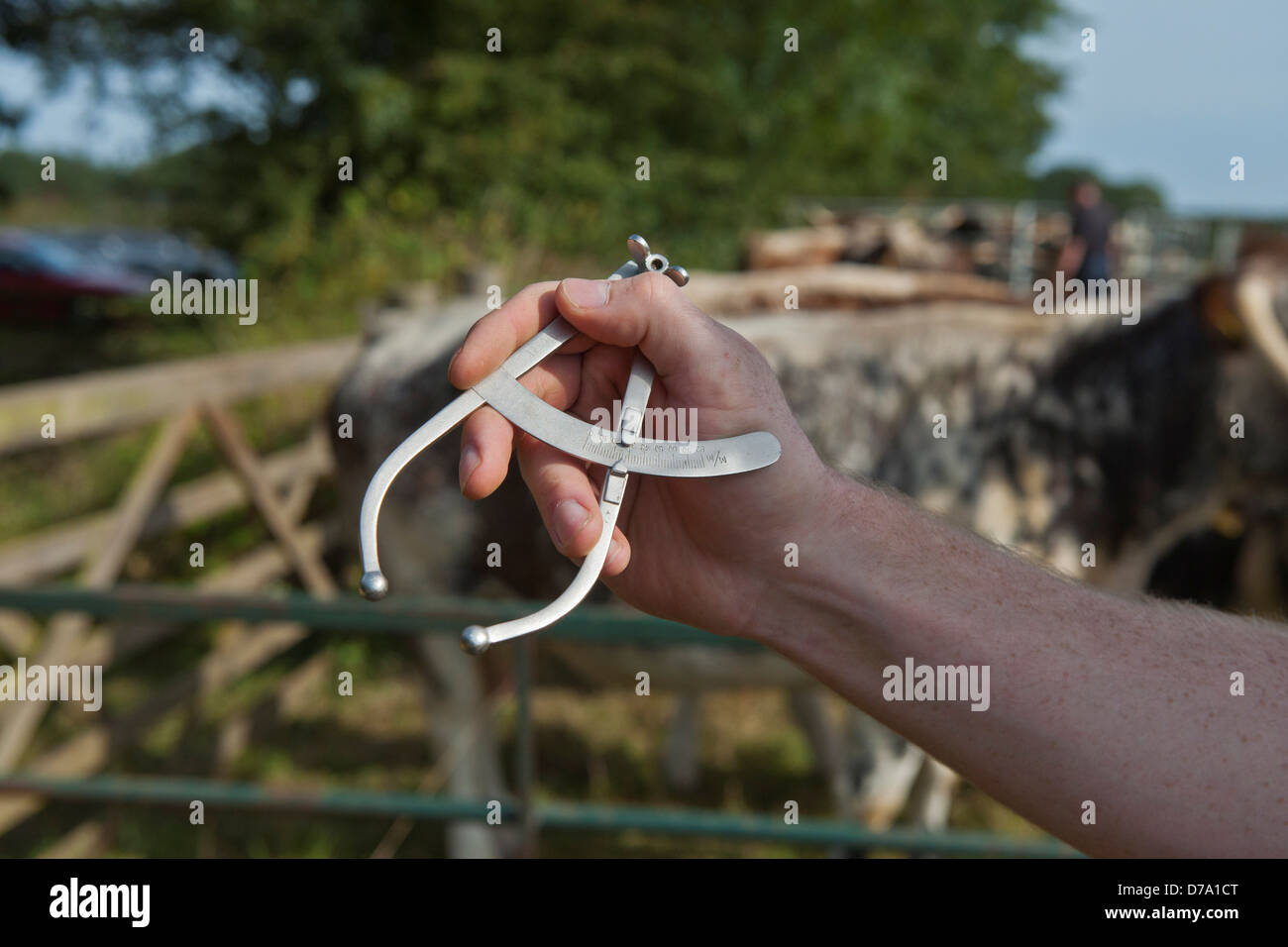 United Kingdom Norfolk Vet showing callipers used to measure skin ...