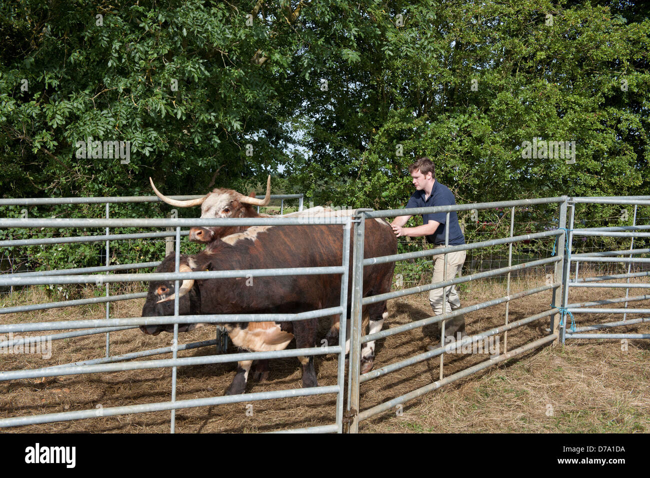 Skin tuberculosis test hi-res stock photography and images - Alamy