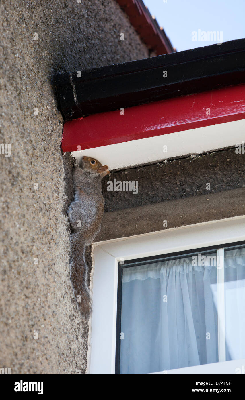 Grey Squirrel clinging to a wall below the eaves of a house. rodent ...